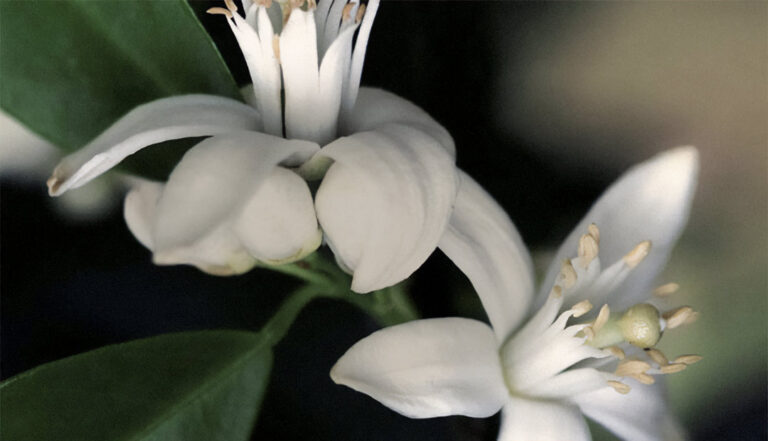 Neroli Essential Oil | LE PURE