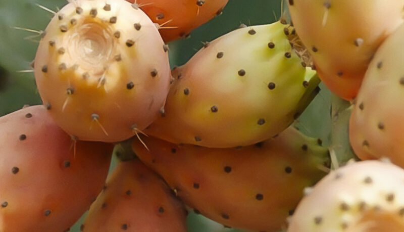 Prickly Pear Cactus Fruit | LE PURE
