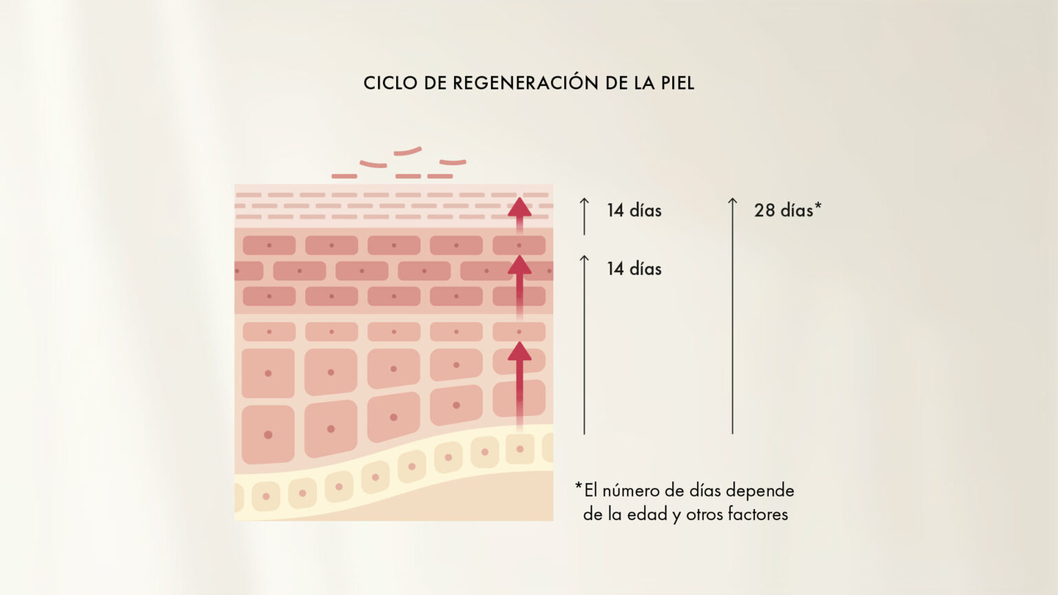 El proceso de regeneración de la piel | LE PURE