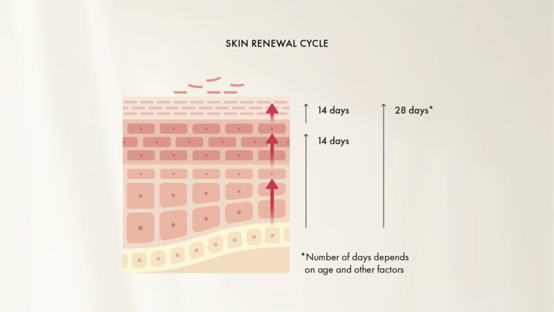 Skin renewal cycles of the skin | LE PURE