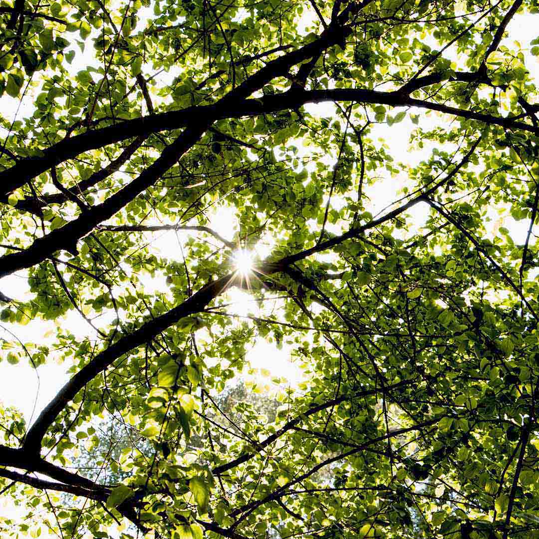 Sun Protection for Face | LE PURE