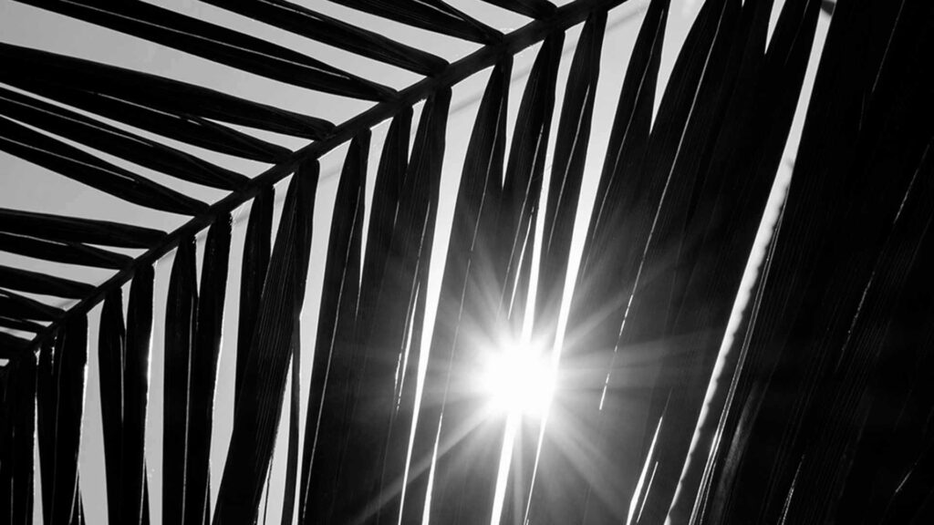 Sun Protection Tips | LE PURE